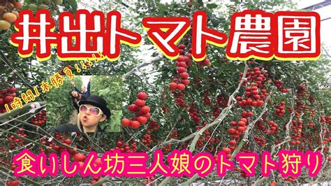 井出トマト農園トマト狩りシリーズ食いしん坊三人娘の60分一本勝負 YouTube