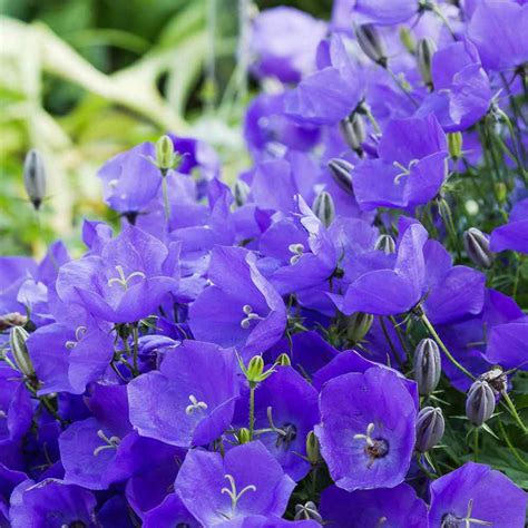 Campanula Flower