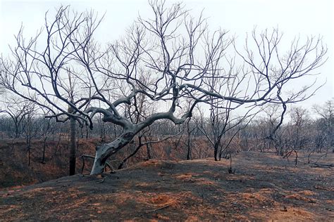 Incendios Forestales Afectan Más De Un Millón De Hectáreas En Santa