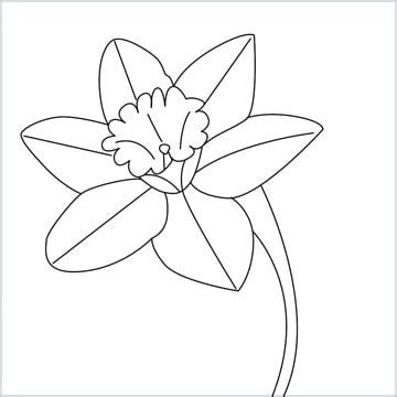 How To Draw A Daffodil Easy Step By Step 11 Easy Phase