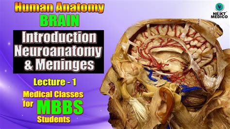 Next Medico L Brain L Introduction To Neuroanatomy Meninges L