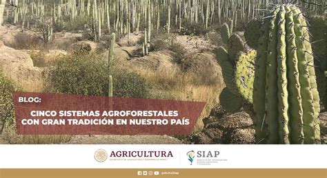 Siap On Twitter Blog Los Sistemas Agroforestales Tienden A Ser Más