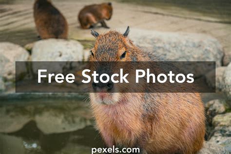 Capybara Chibi Photos Download The Best Free Capybara Chibi Stock