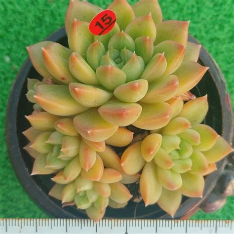 Yahoo オークション 1219 R315 千代田の松交配 エケベリア 多肉植物
