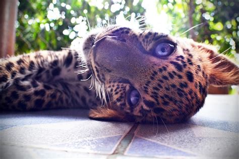 Premium Photo Close Up Portrait Of Leopard Cub