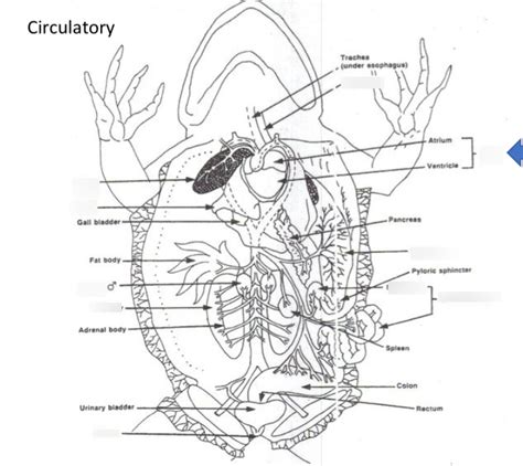 Biology Frog Dissection Diagram Quizlet