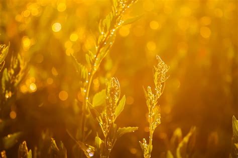 Premium Photo Wild Grass On Field In Sunset Light