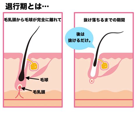 毛周期とは？vio脱毛する上で毛周期を知らないと損をする理由