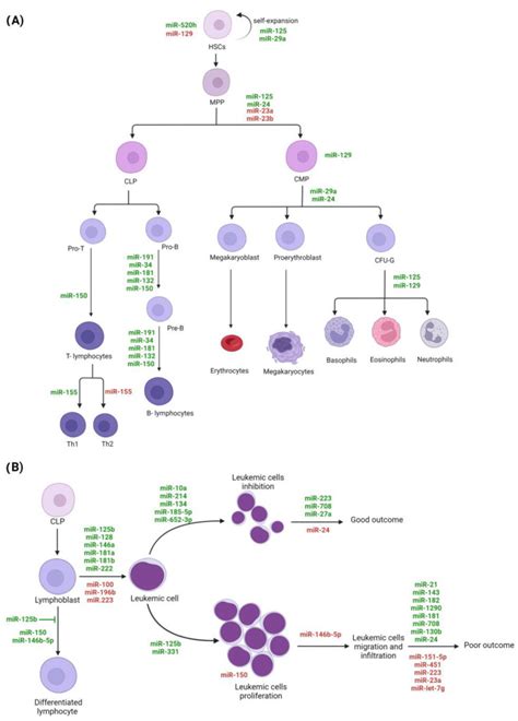 MiRNAs In Hematopoiesis And Acute Lymphoblastic Leukemia PMC