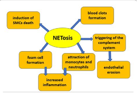 Figure 1 From The Role Of Netosis In Enhancing Of Atherosclerosis