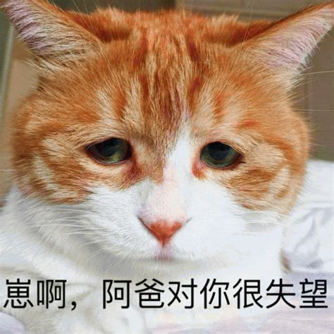两只猫超污表情包 动态图库网