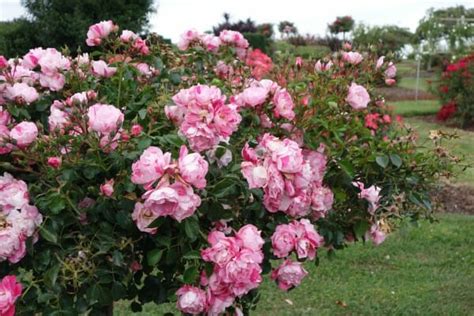 Rose Pink Splash Pbr Carpet Rose Hello Hello Plants