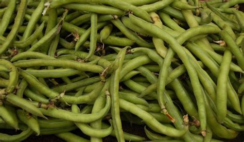 Faba Bean Pods Vicia Faba Feedipedia