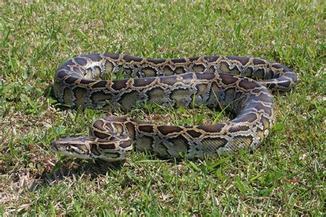 1236387web1burmese Python 17945281280