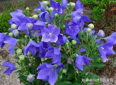 7种“漂亮花”，花期“定在”七月，三伏天气，越热越开花 知乎