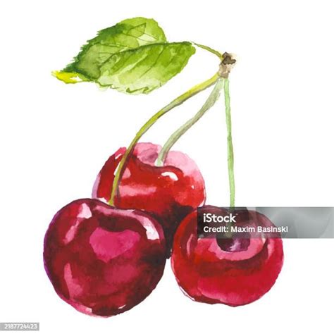 벡터 수채화 그려진 체리 손으로 그린 신선한 음식 디자인 요소는 흰색 배경에 고립되어 있습니다 가을에 대한 스톡 벡터 아트 및 기타 이미지 Istock