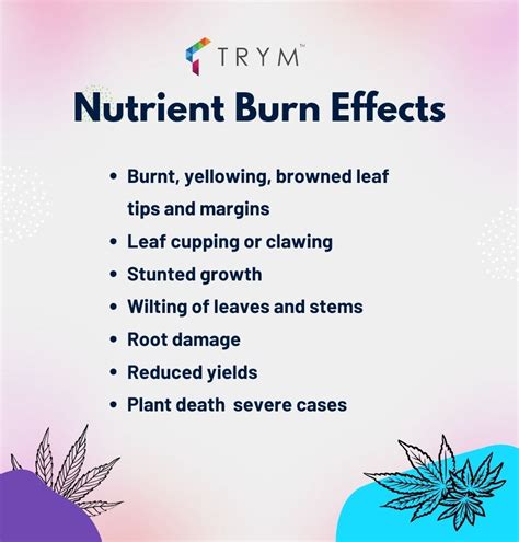 Nutrient Burn Signs Symptoms And Solutions Trym