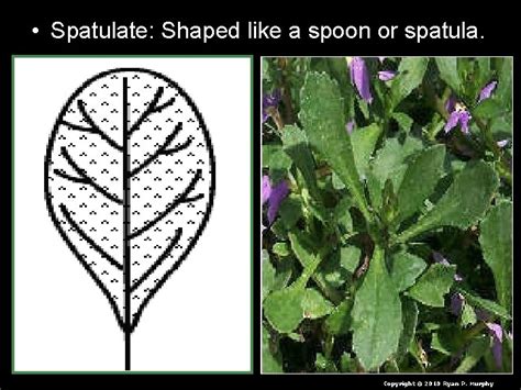 Leaf Identification Identification Life Cycles Flowers Fruits Activity