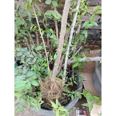 Jual Bahan Bonsai Anting Putri Cangkok Shopee Indonesia