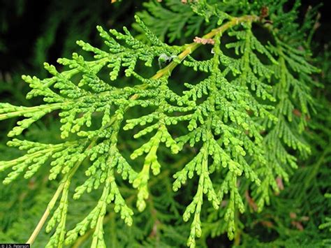 Cedarwood Essential Oil Uses Benefits Dr Mariza Snyder