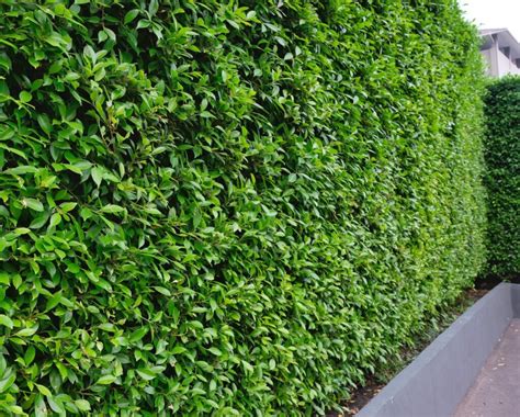 Ficus Hedging And Topiary Hello Hello Plants And Garden Supplies