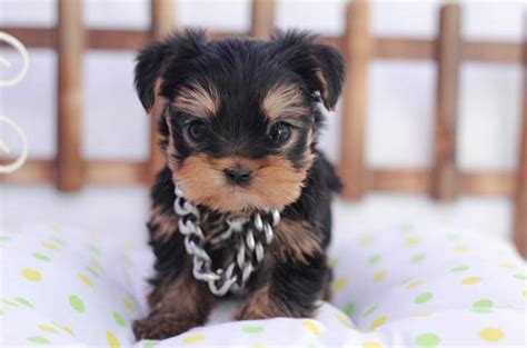 견종 이야기 요크셔 테리어 인스티즈instiz 이슈 카테고리