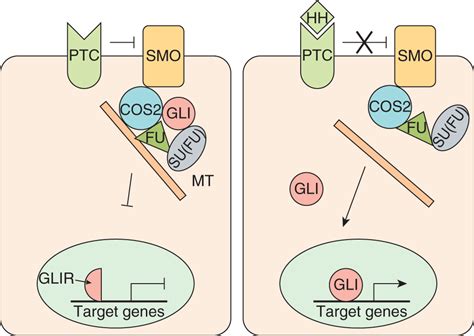 Cellular Signaling Pathways Oncohema Key