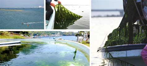 青のりを取り巻く環境と未来 業務用青のりの製造 加工 卸販売の専門商社 有限会社 上野山利夫商店