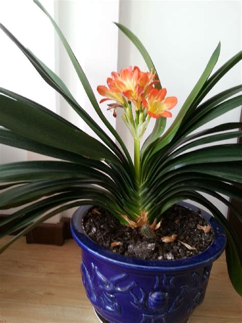 君子兰造型君子兰造型盆景大山谷图库