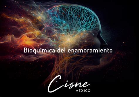 Cerebro Su Importancia Y Cuidados Cisne México