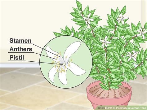 How To Pollinate A Lemon Tree 11 Steps With Pictures Wikihow