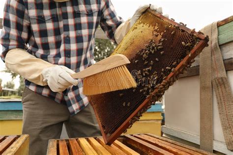 Apicultores Cepillando Abejas Desde El Marco De La Colmena En El Cierre De Colmenas. Miel ...