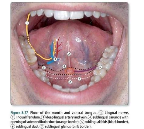 What Color Should The Veins Under Your Tongue Be Mapasgmaes