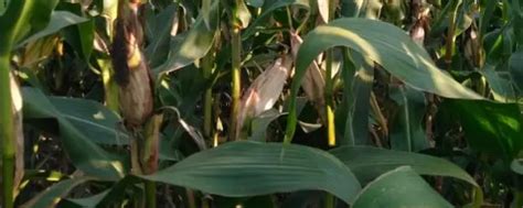 大丽花简介是多年生草本植物 新三农