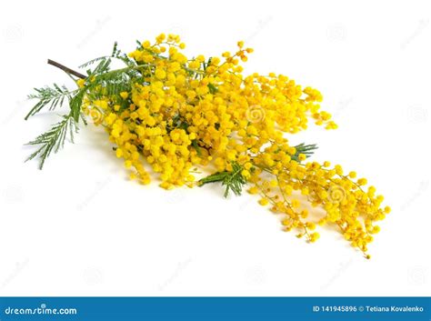 Acacia Dealbata Known As Silver Wattle Blue Wattle And Mimosa On White