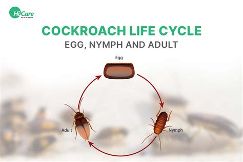 Life Cycle Of Cockroaches And How To Prevent Them Hicare