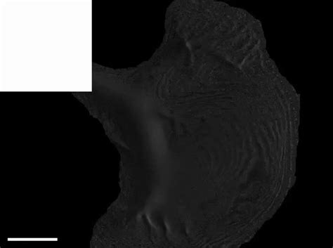 Contrast Polarity Specific Mapping Improves Efficiency Of Neuronal Computation For Collision