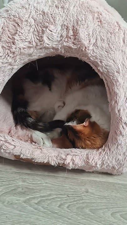 Sleepy Eepy Cats Youtube