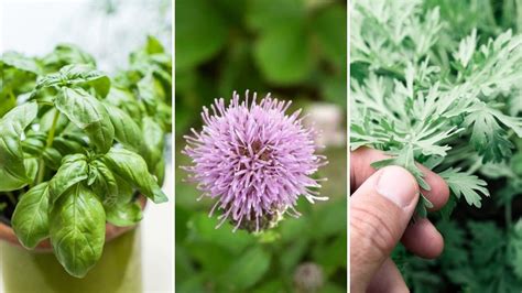 22 Plantas Medicinales Que Podemos Cultivar En Casa Aggregatte