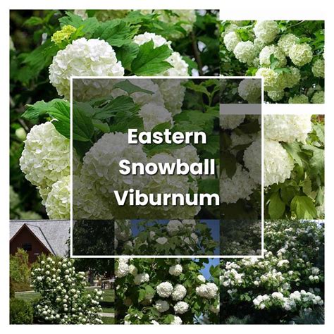 How To Grow Eastern Snowball Viburnum Plant Care And Tips Norwichgardener