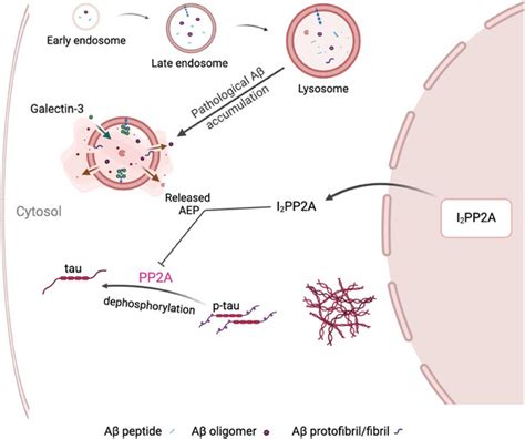 Intraneuronal Aβ Accumulation Causes Tau Hyperphosphorylation Via Endolysosomal Leakage Pmc