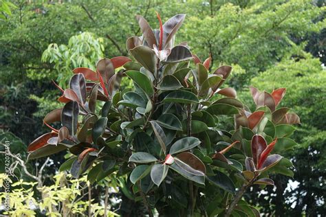 Ficus Elastica Also Known As The Rubber Fig Rubber Bush Rubber Tree