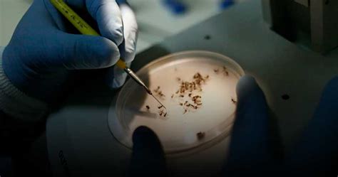 Explosão De Casos De Dengue No Brasil Antecedem Campanha De Vacinação