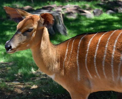 An Eye For The Wild Kwekwe Zimbabwe Review All You Need To Know
