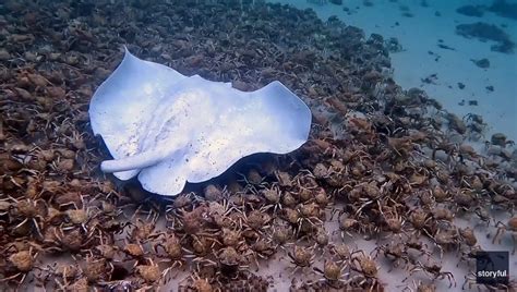 Albino Stingray Descends On Massive Spider Crabs Buffet