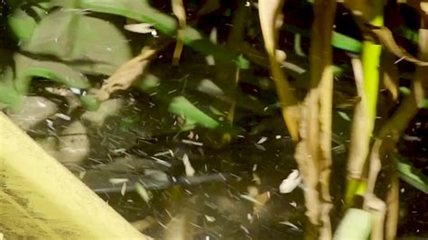 [video] Torsten Albrecht On Linkedin Smartfactory Mbg23 Smartfactory Resilientsupplychain