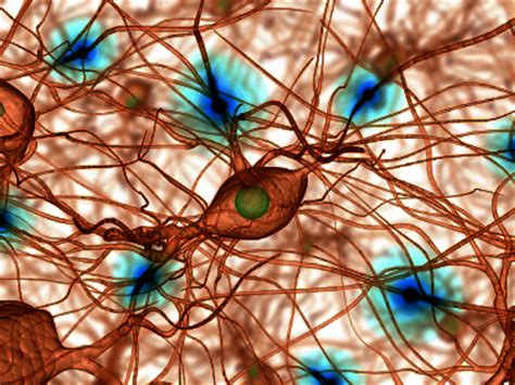 Ce que disent les neurosciences sur la mémorisation des connaissances Evolublog