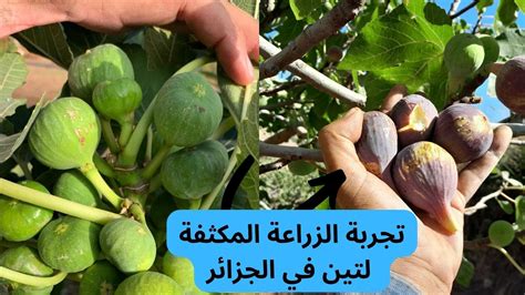 تجربة الزراعة المكثفة لأشجار التين في الجزائر قناةالظهرةالفلاحية