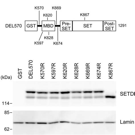 Setdb1 Target Gene Expression Is Regulated By Setdb1 Download