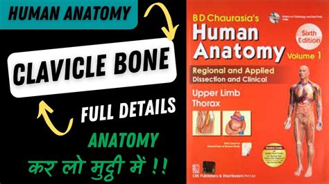Clavicle Bone Full Details Human Anatomy Being Doctor Youtube